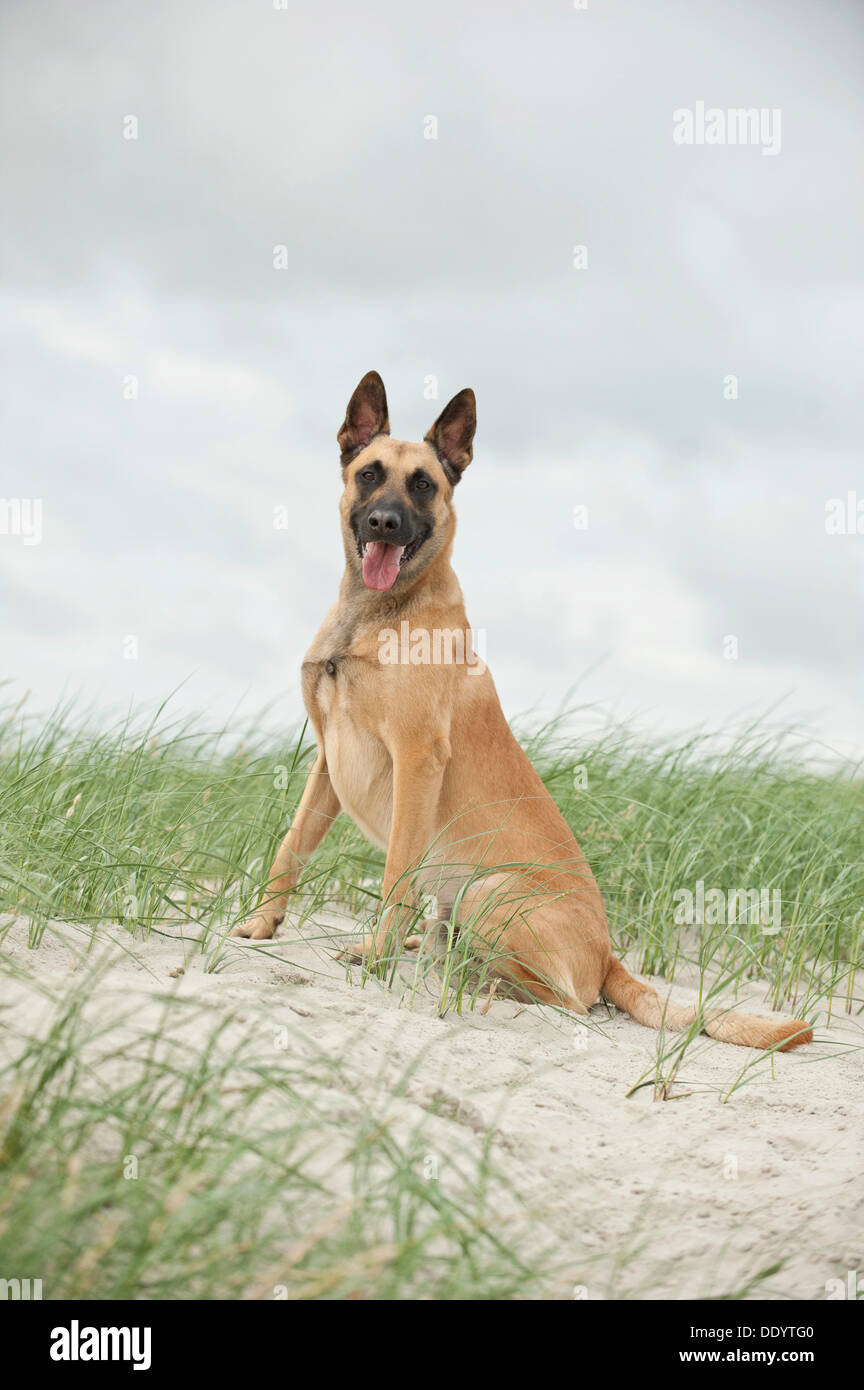 Hollandse Herdershond, Dutch Shepherd sitting on a dune Stock Photo - Alamy