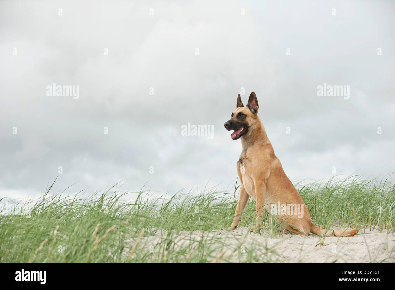 Hollandse Herdershond, Dutch Shepherd sitting on a dune Stock Photo - Alamy