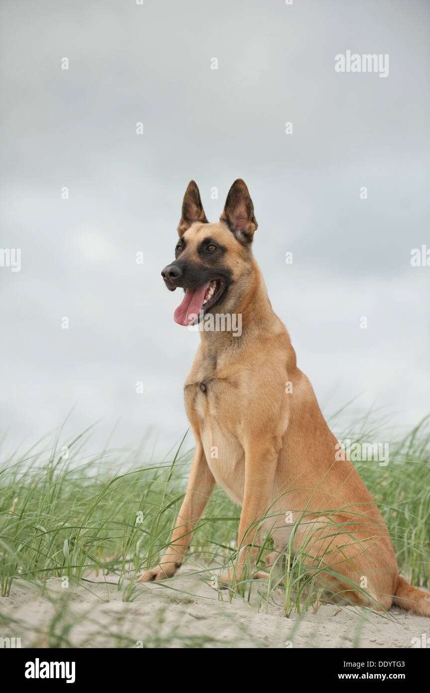 Hollandse Herdershond, Dutch Shepherd sitting on a dune Stock Photo - Alamy