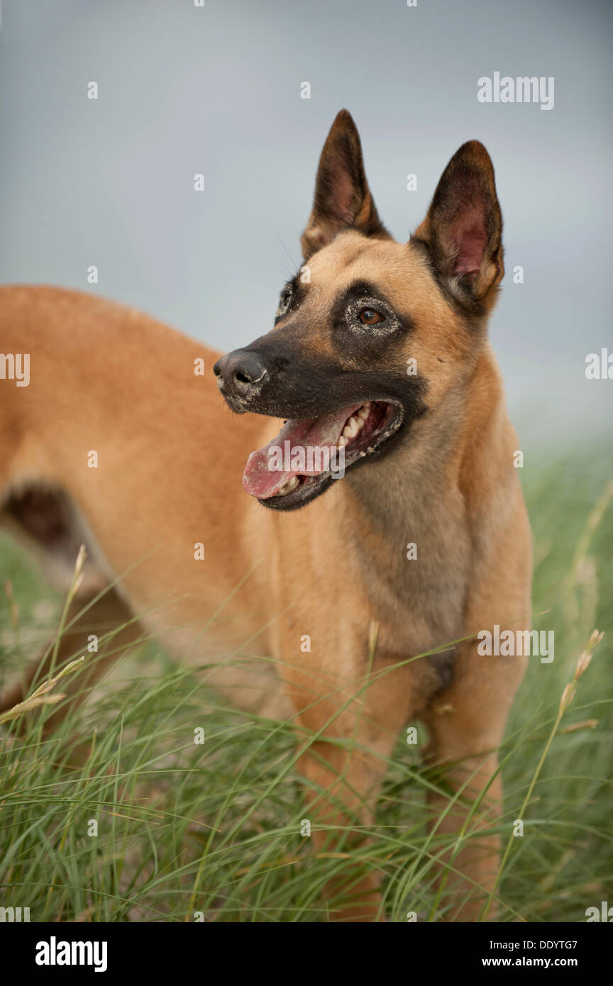 Hollandse Herdershond, Dutch Shepherd standing on a dune Stock Photo ...