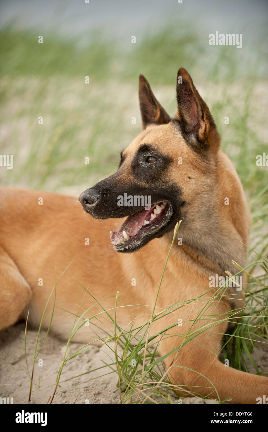 Hollandse Herdershond, Dutch Shepherd lying on a dune Stock Photo - Alamy
