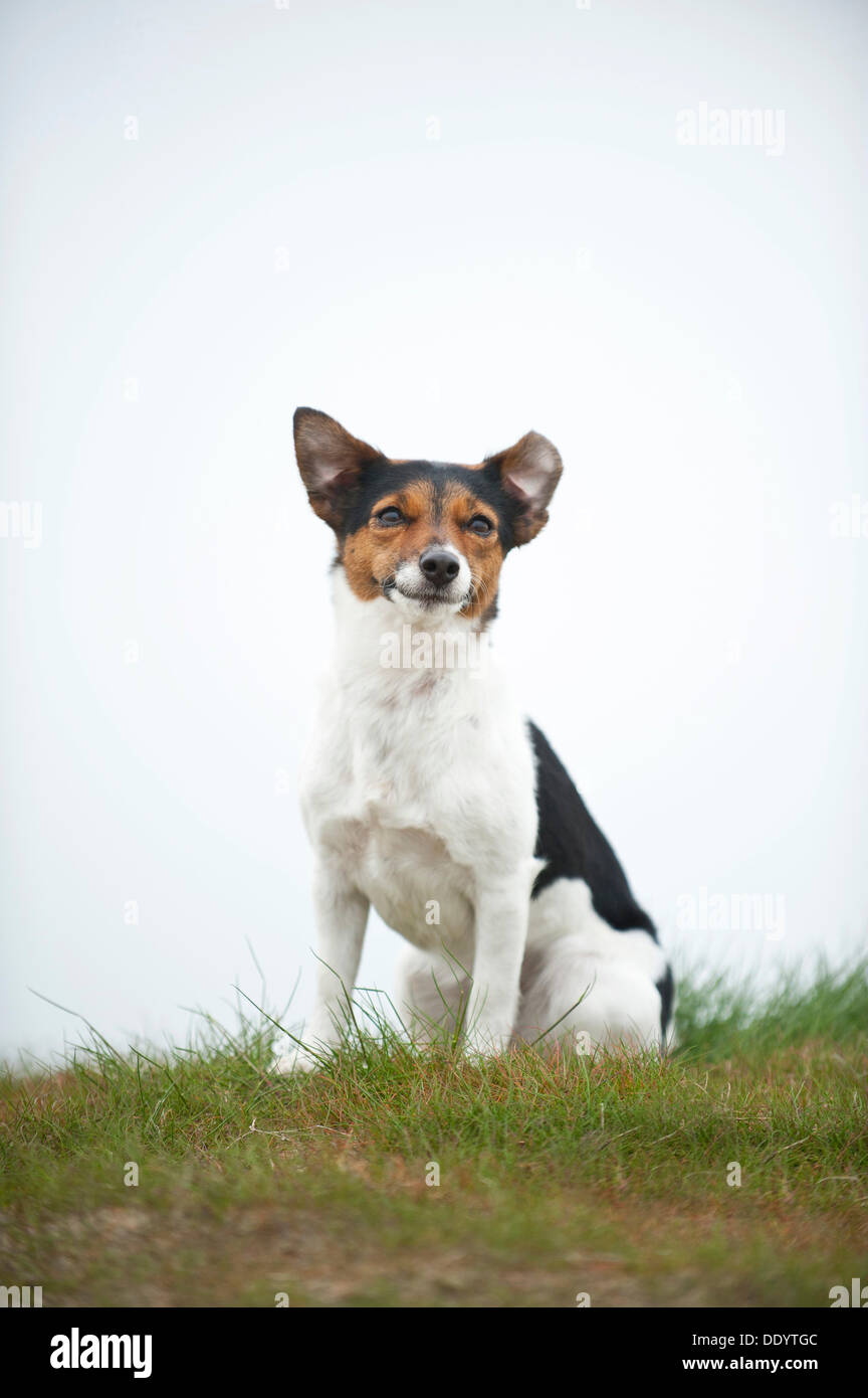 Jack Russell Terrier, sitting Stock Photo - Alamy