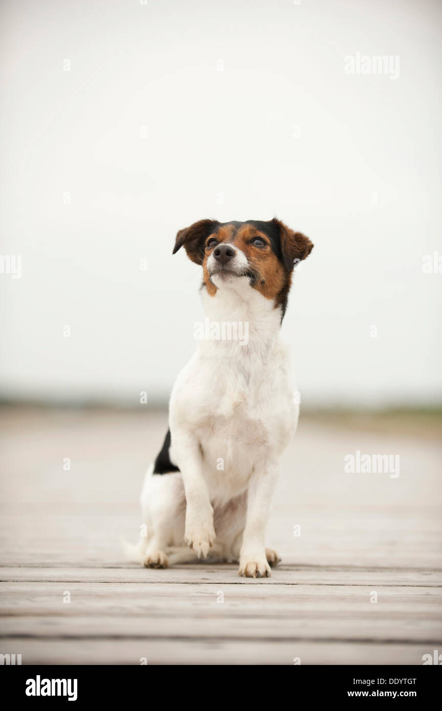 Jack Russell Terrier sitting on a jetty Stock Photo - Alamy