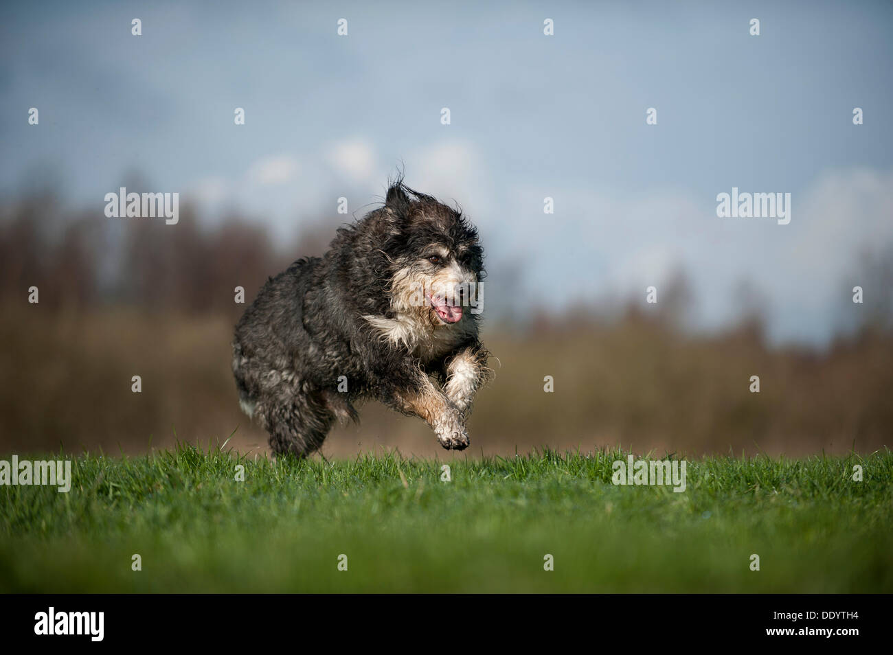 Dog galloping hi-res stock photography and images - Alamy
