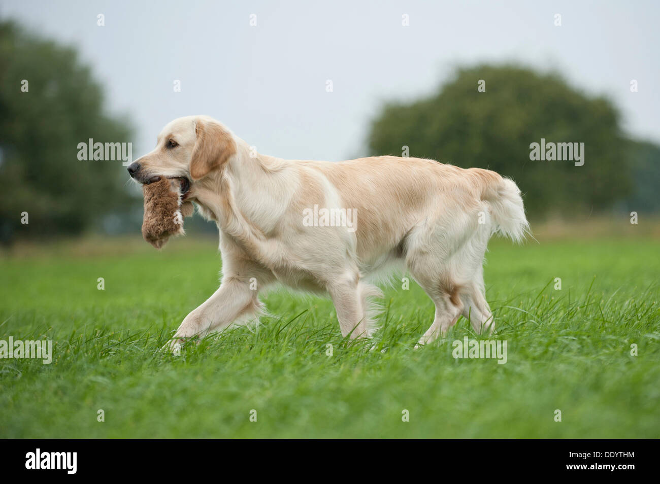 Golden Retriever retrieving a dummy Stock Photo - Alamy