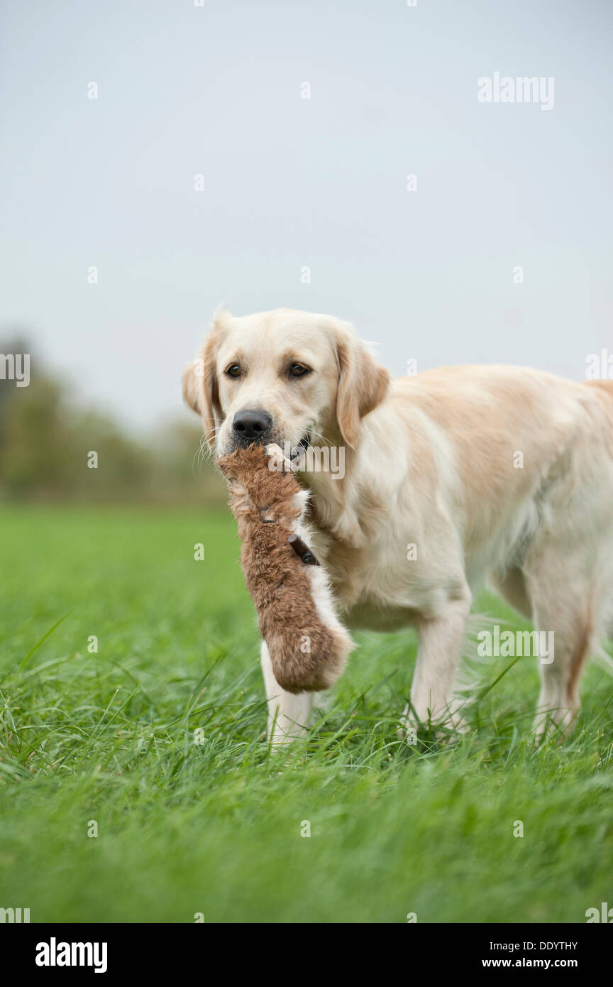 Golden Retriever retrieving a dummy Stock Photo - Alamy
