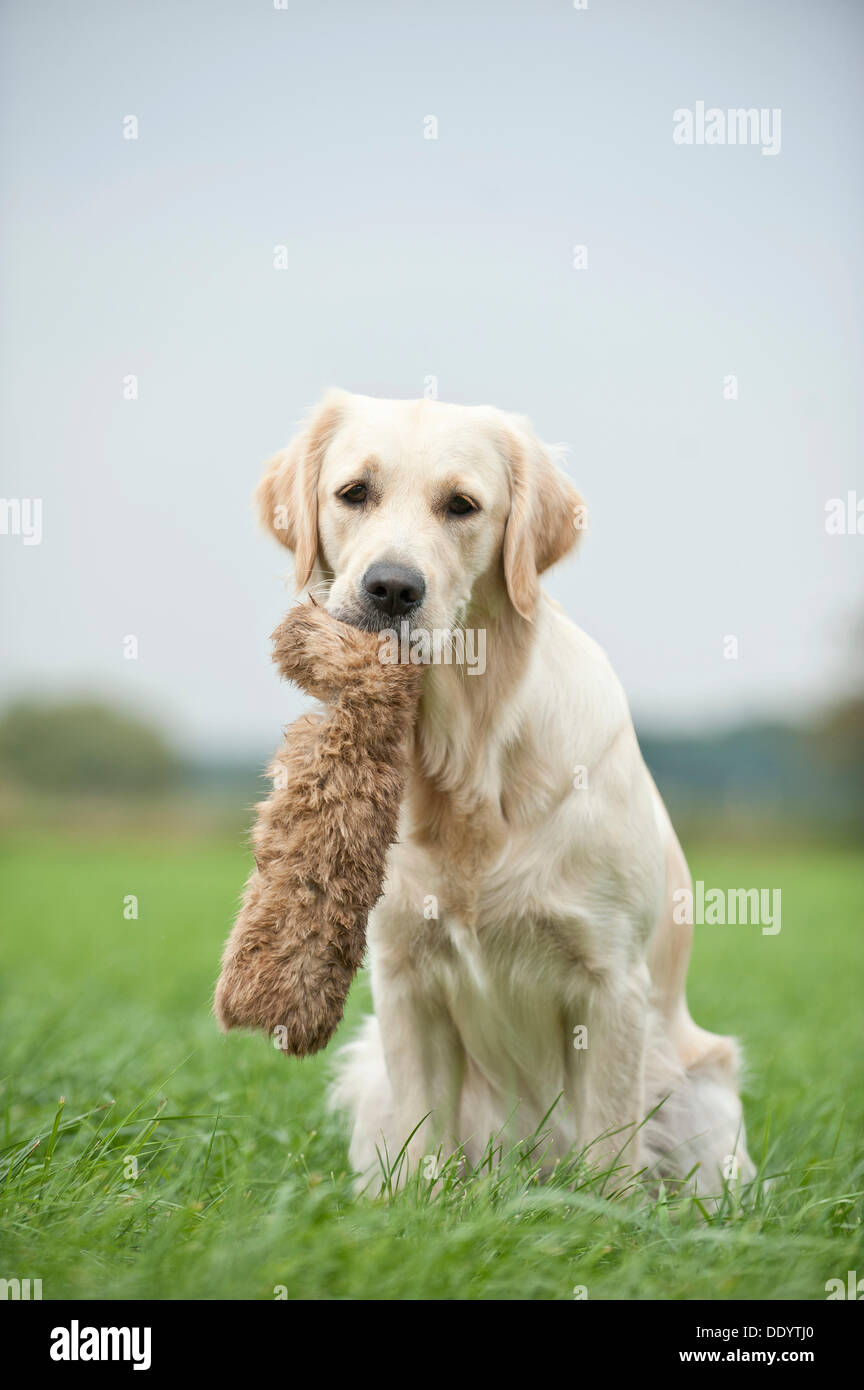 Golden Retriever retrieving a dummy Stock Photo - Alamy