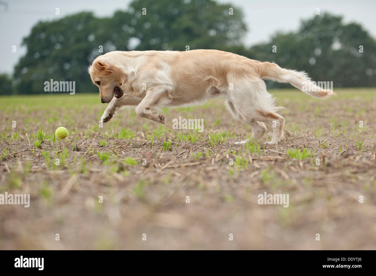 Golden retriever outside playing with a tennis ball hi-res stock ...