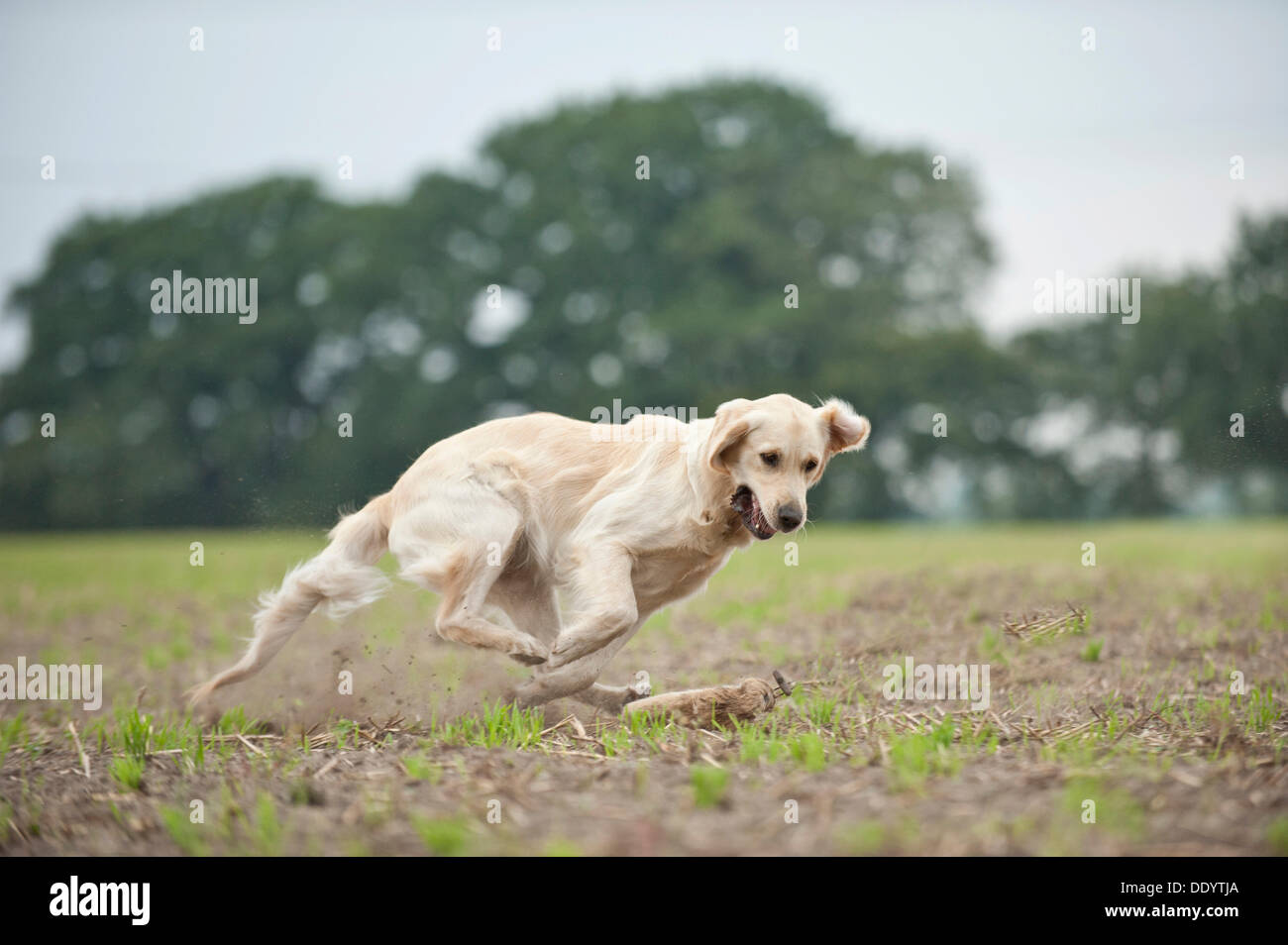 Golden Retriever playing with a dummy Stock Photo - Alamy