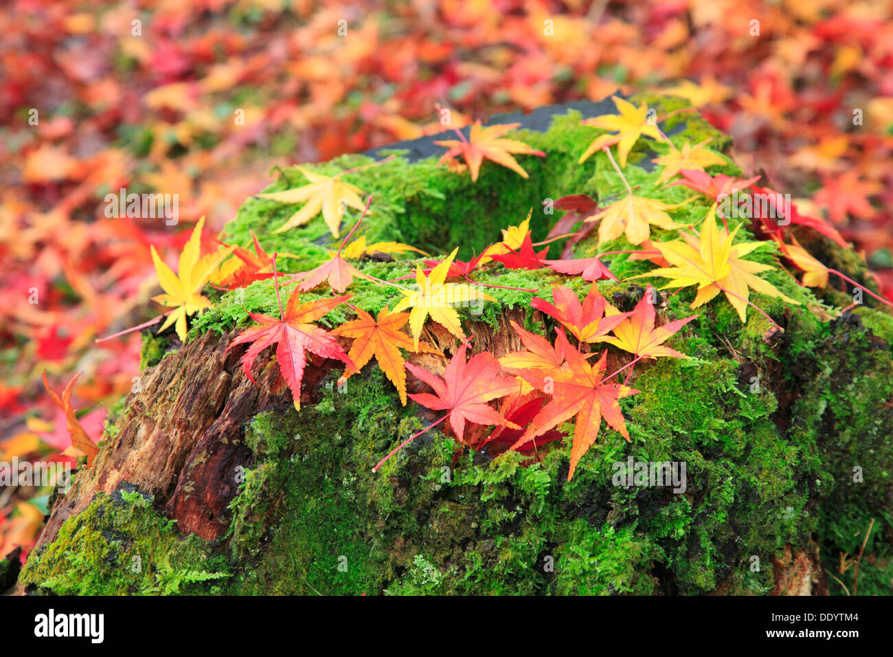 Falling maple leaves on tree stump Stock Photo - Alamy