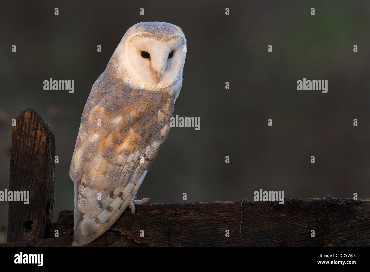 Barn Owl sitting on a fence in evening sunlight Stock Photo - Alamy
