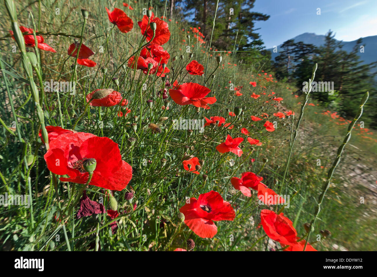 Alpine poppies hi-res stock photography and images - Alamy