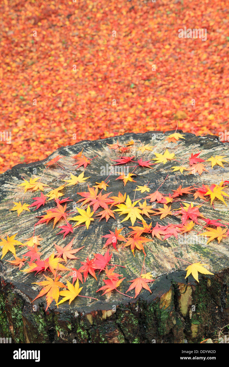 Rain falling on japanese hi-res stock photography and images - Alamy