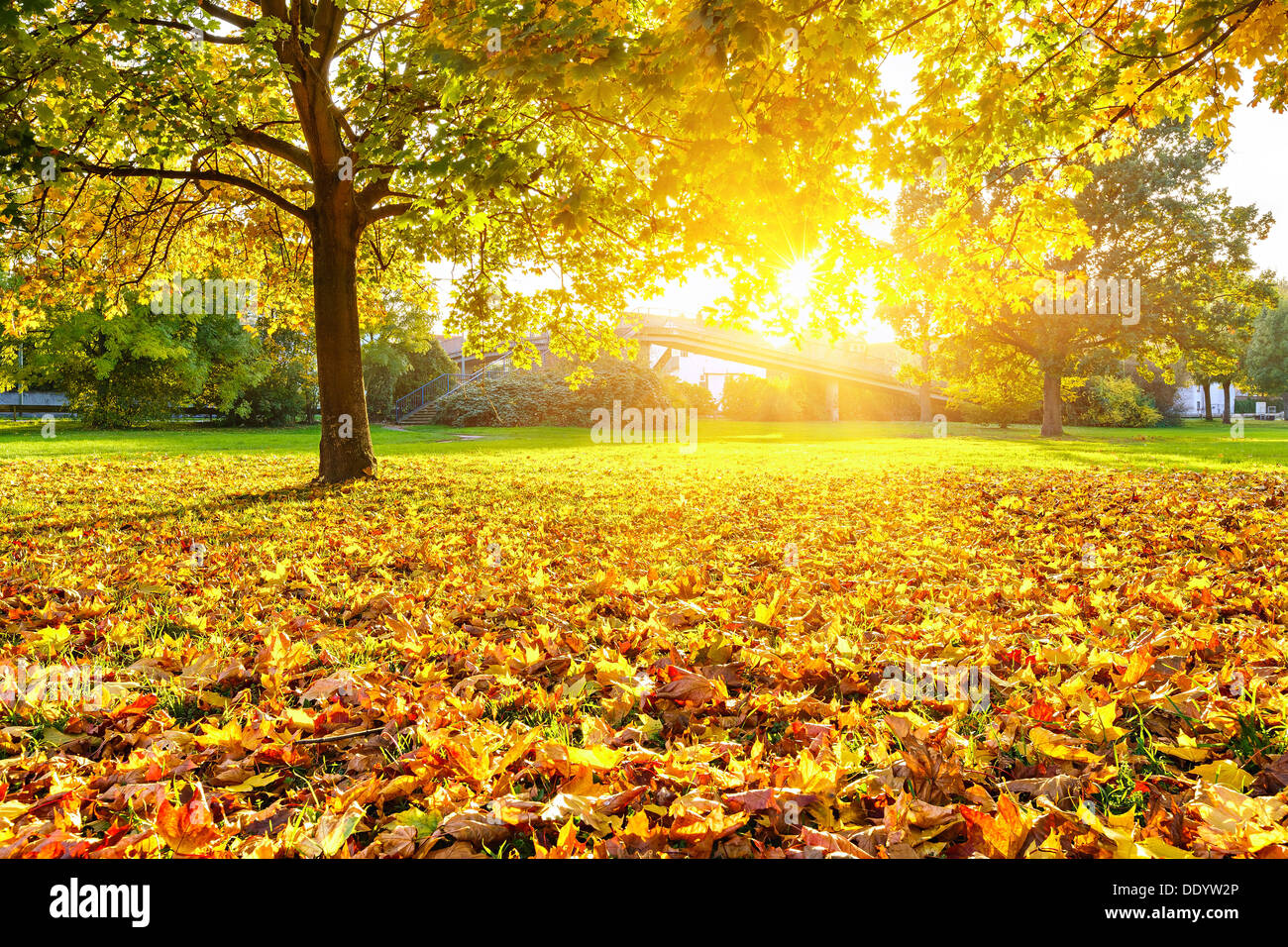 Sunny autumn foliage Stock Photo - Alamy