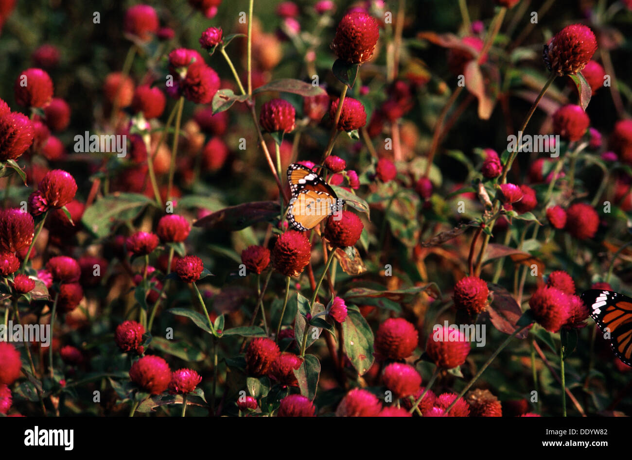 Hunan province field and plant hi-res stock photography and images - Alamy
