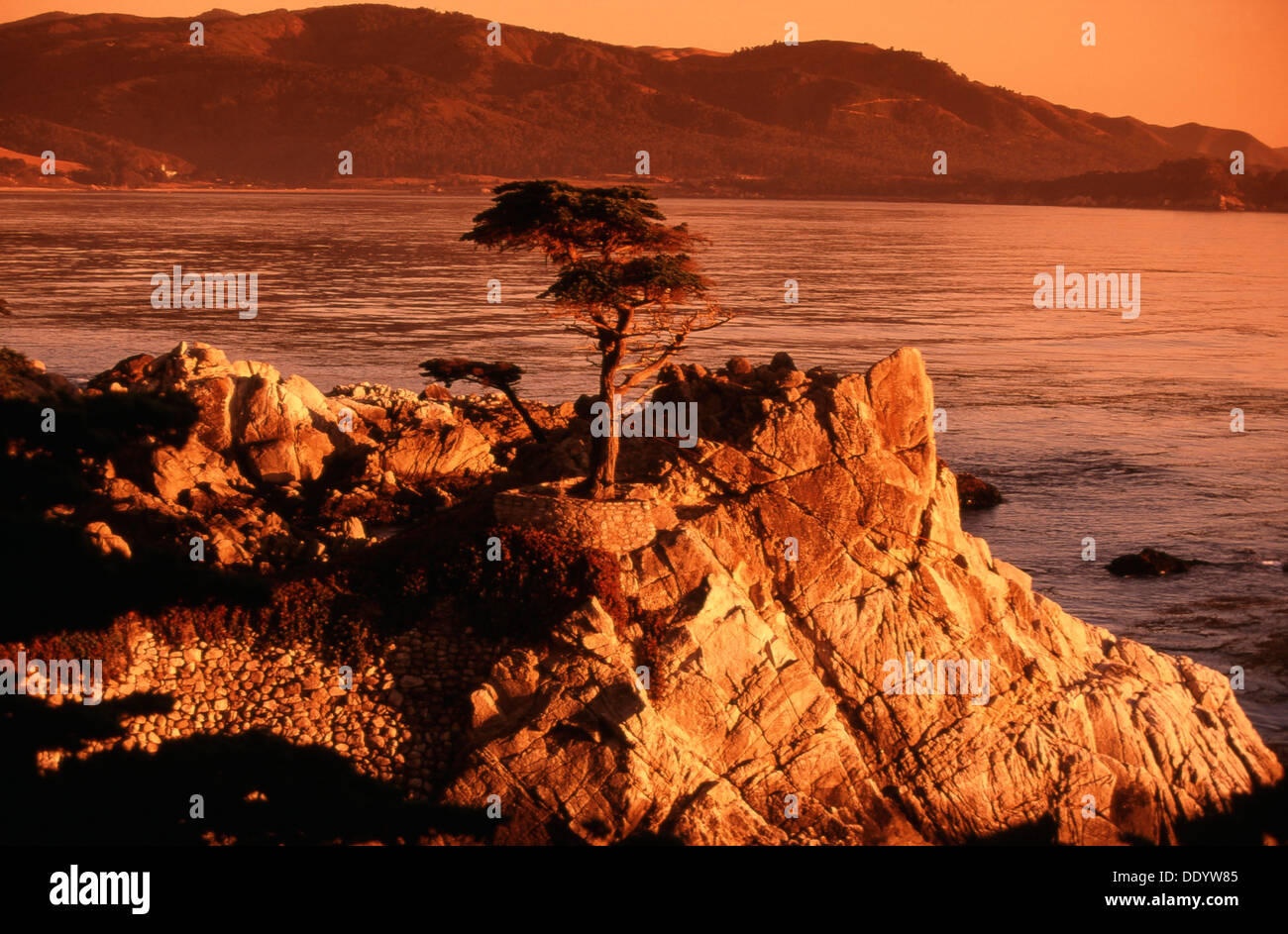 The Lone Cypress located between Cypress Point Golf Course and the ...