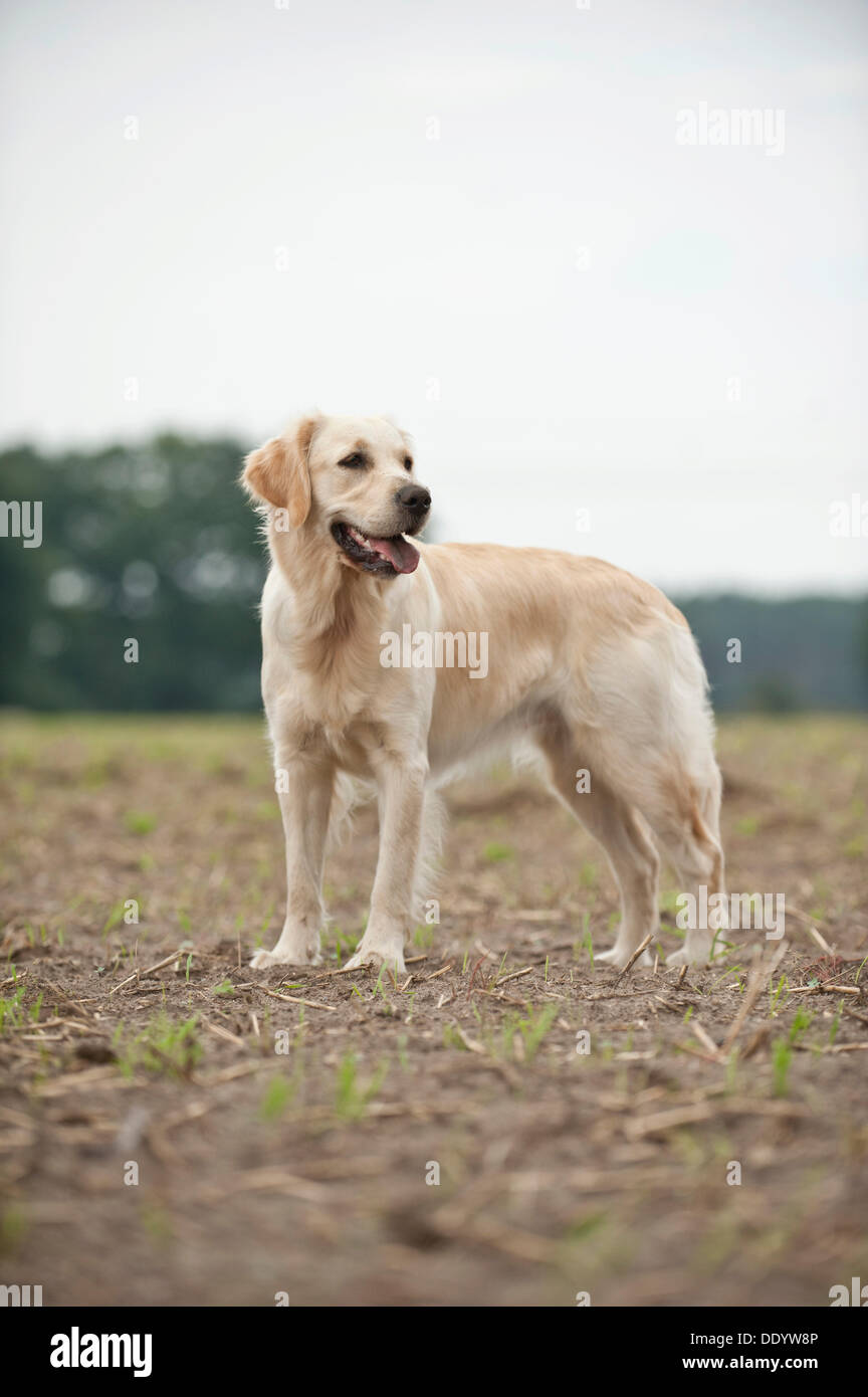 Golden Retriever, standing Stock Photo - Alamy