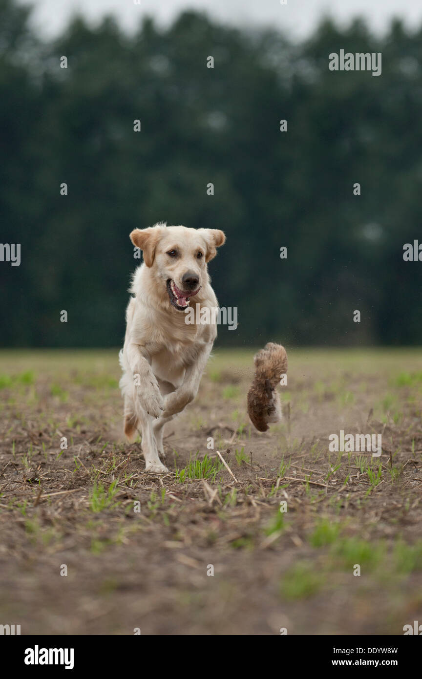 Golden Retriever playing with a dummy Stock Photo - Alamy