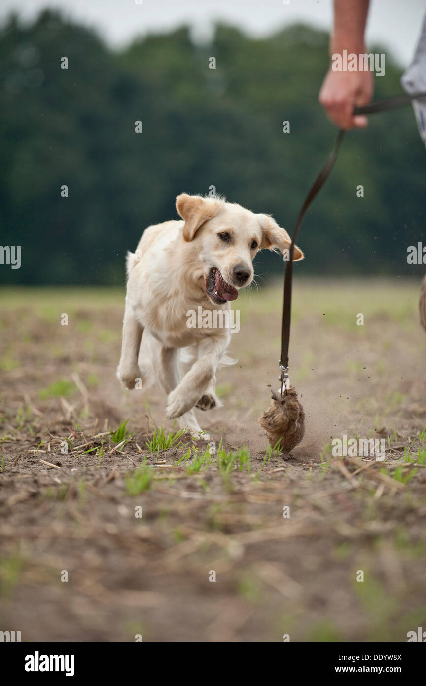 Golden Retriever playing with a dummy Stock Photo - Alamy