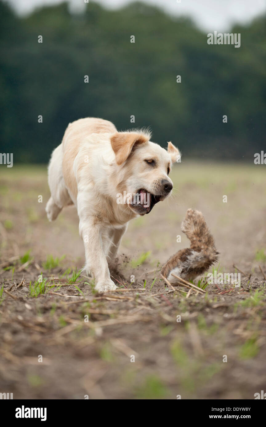 Golden Retriever playing with a dummy Stock Photo - Alamy