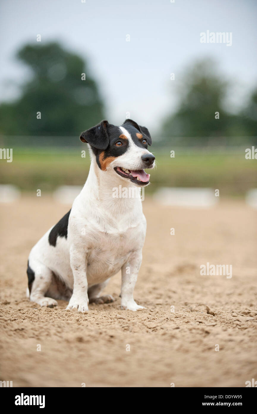 Jack Russell Terrier, sitting Stock Photo - Alamy