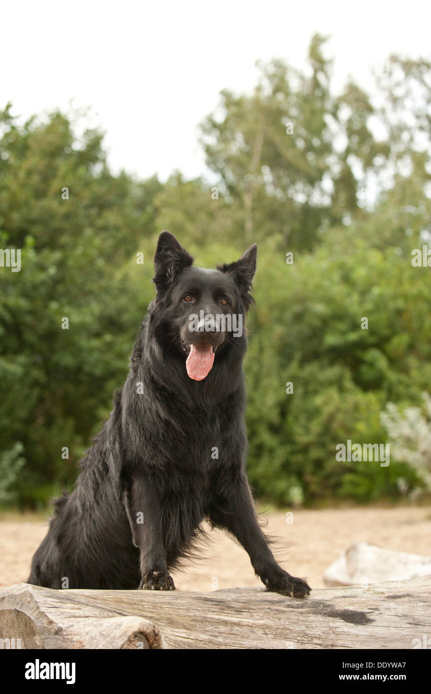 German Shepherd standing on a tree trunk Stock Photo - Alamy