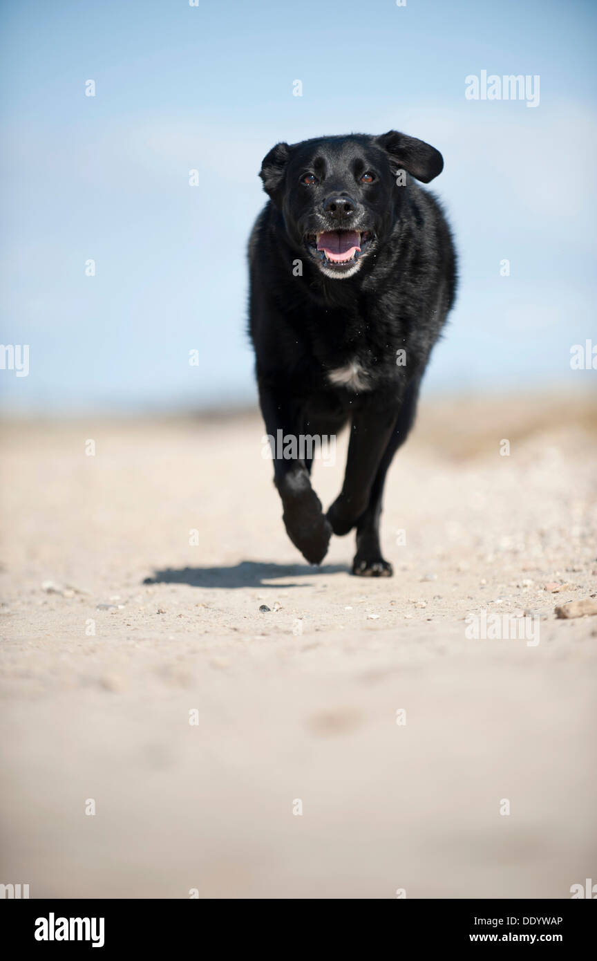 Galloping dog hi-res stock photography and images - Alamy