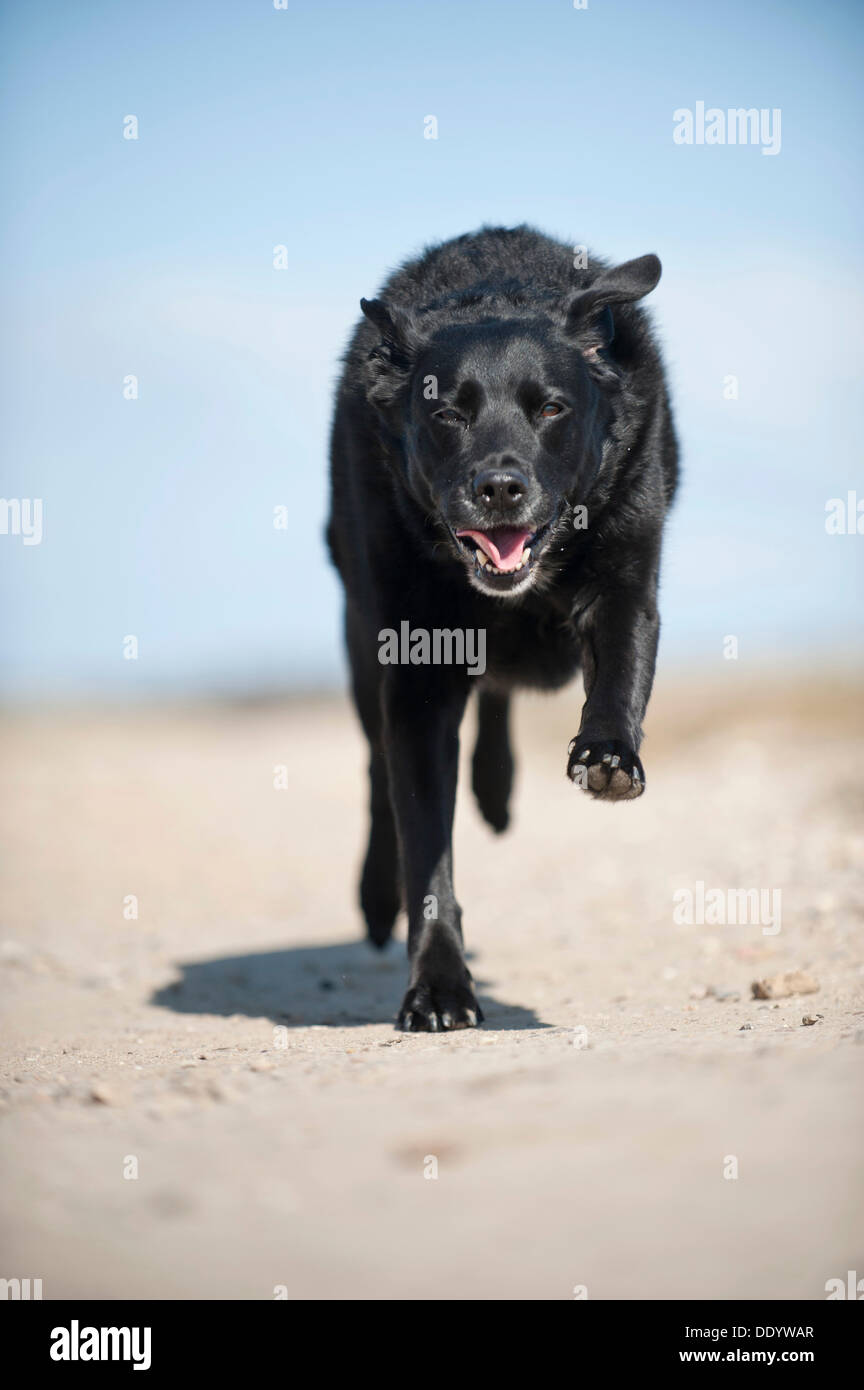 Galloping dog hi-res stock photography and images - Alamy