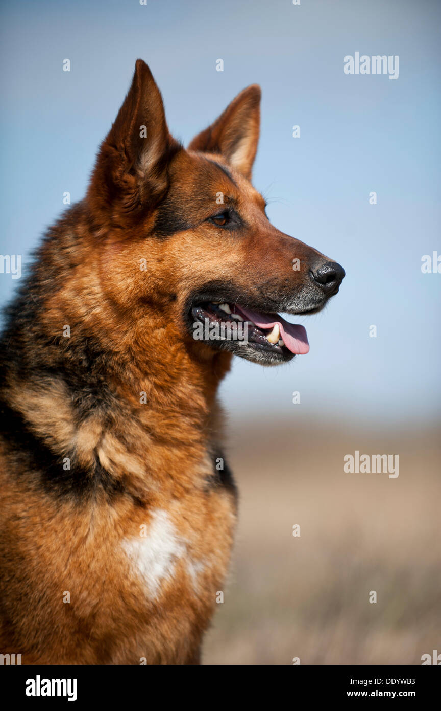 German Shepherd, portrait Stock Photo - Alamy