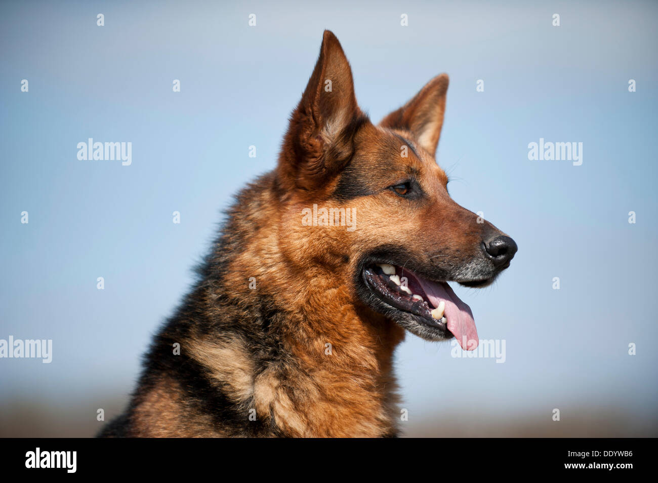 German Shepherd, portrait Stock Photo - Alamy