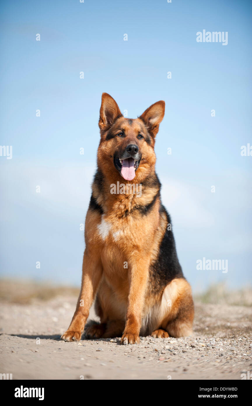 German Shepherd, sitting Stock Photo - Alamy