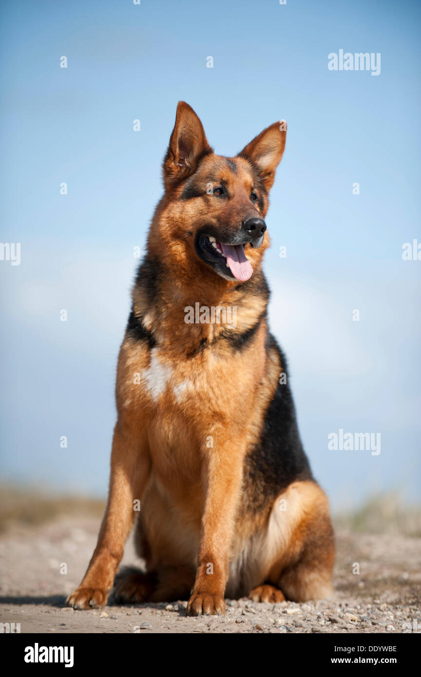 German Shepherd, sitting Stock Photo - Alamy