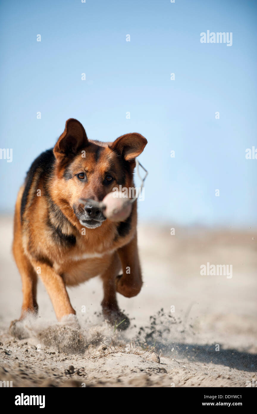 German Shepherd playing with a ball Stock Photo - Alamy