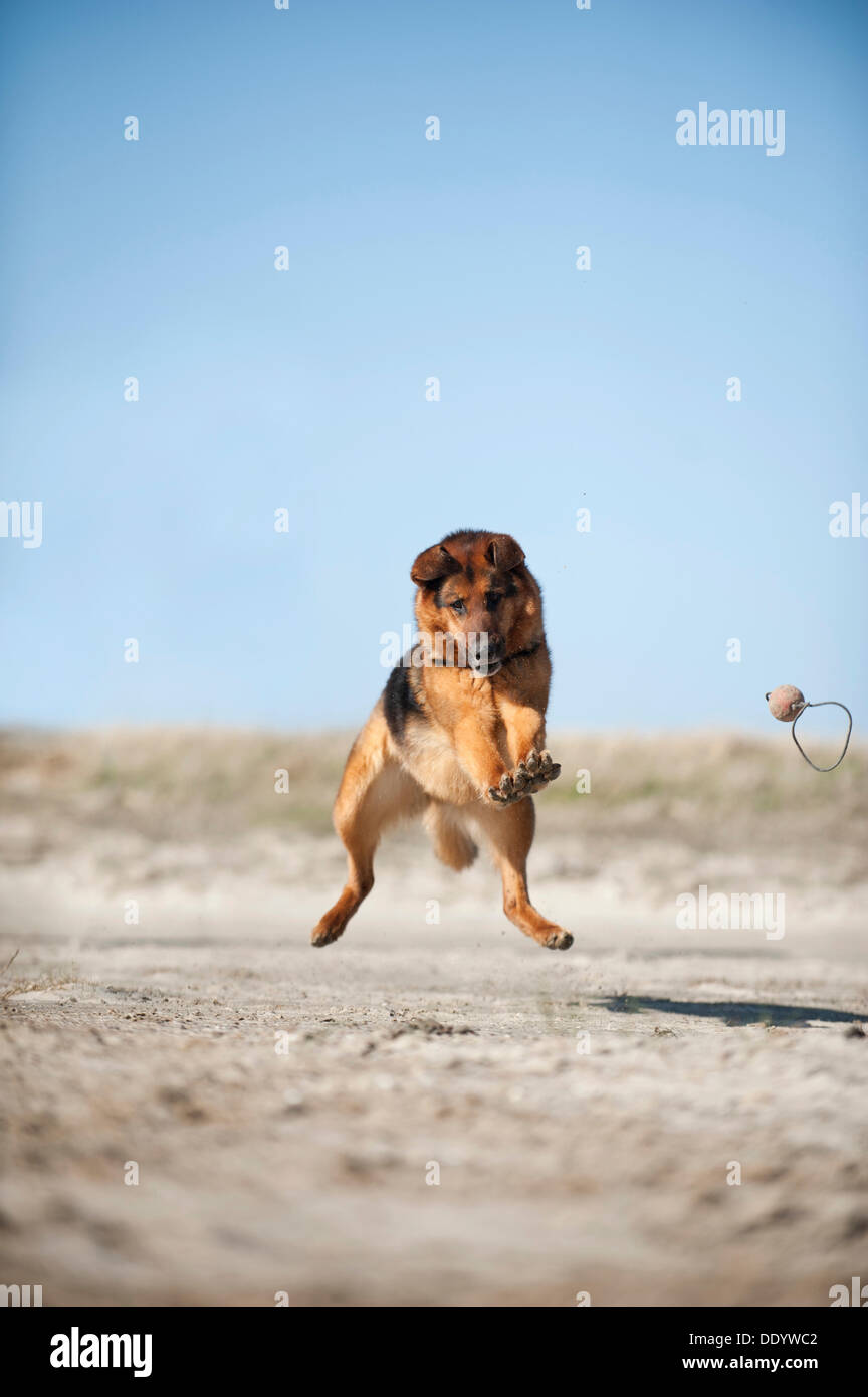 German Shepherd playing with a ball Stock Photo - Alamy