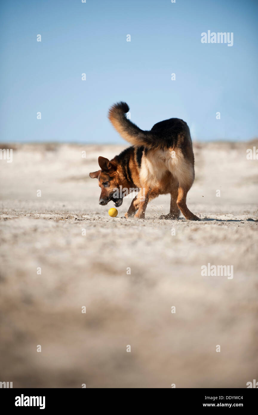 German Shepherd playing with a ball Stock Photo - Alamy