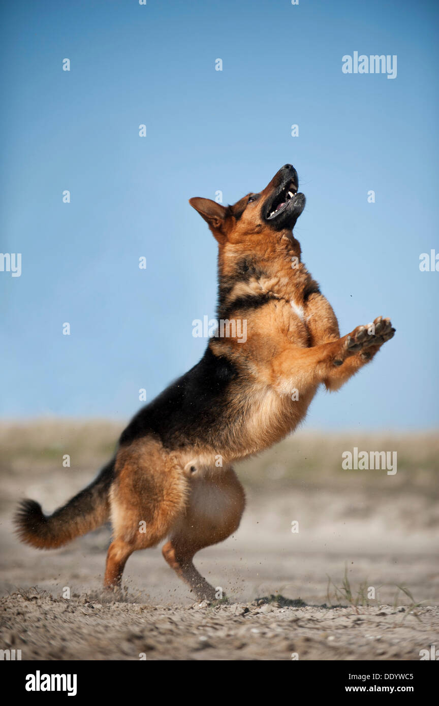 German Shepherd, playing Stock Photo - Alamy