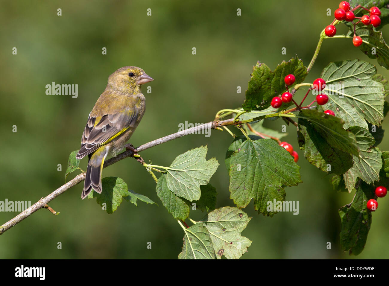 Greenfinch hi-res stock photography and images - Alamy