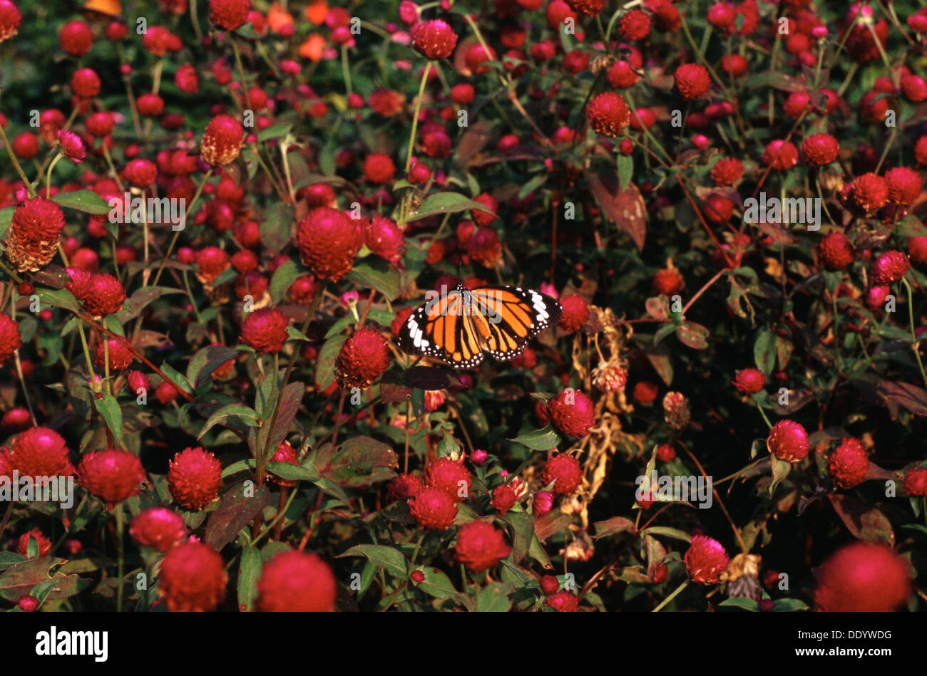 Hunan province field and plant hi-res stock photography and images - Alamy