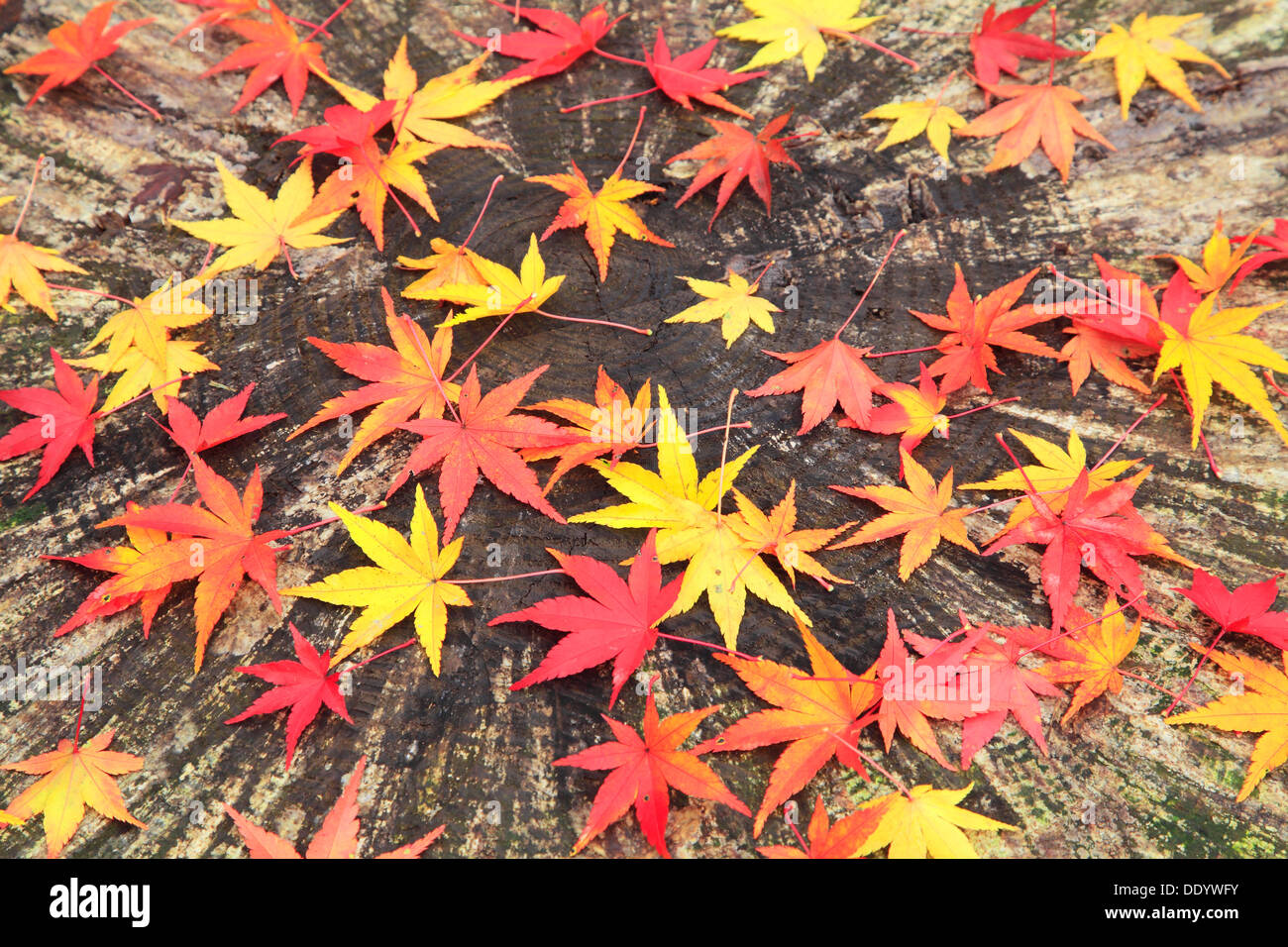 Falling maple leaves on tree stump Stock Photo - Alamy