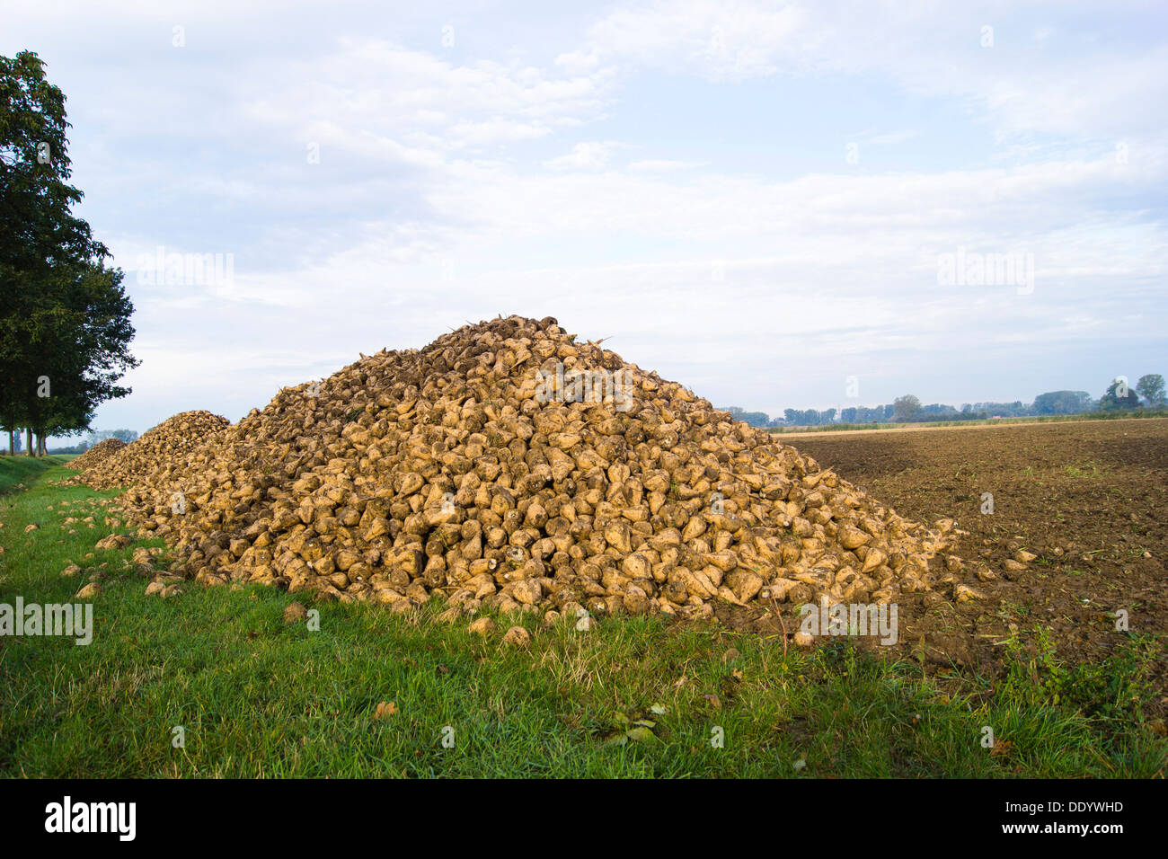 Beet piles hi-res stock photography and images - Alamy