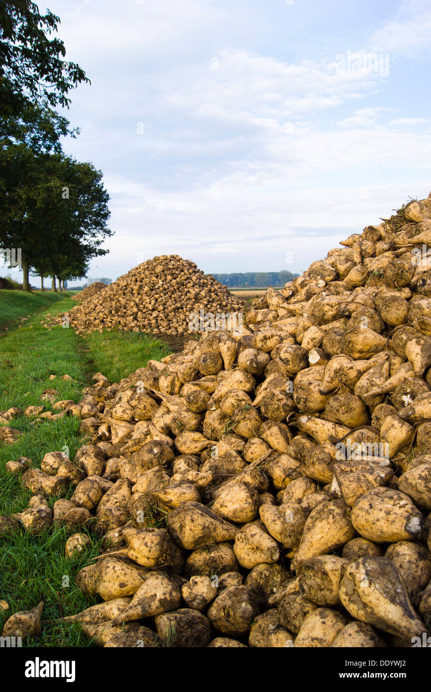 Beet Piles Stock Photos & Beet Piles Stock Images - Alamy