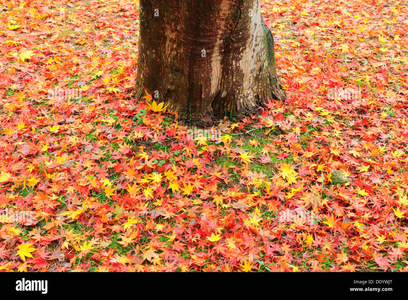 Maple Leaves Falling High Resolution Stock Photography and Images - Alamy