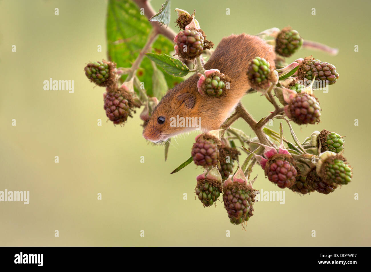 Harvest mouse mouse hi-res stock photography and images - Alamy
