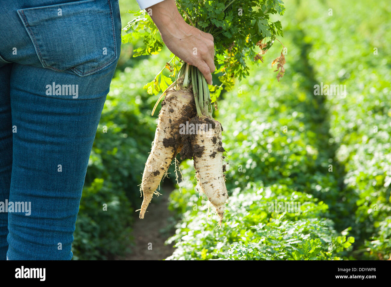 Cultivation of radish in a field Stock Photo - Alamy