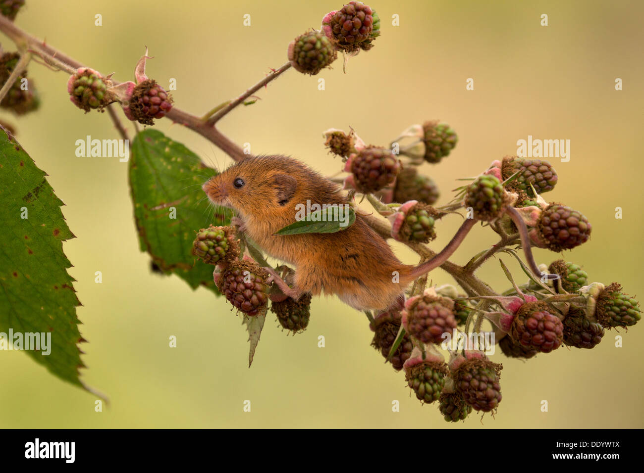 Mammal mouse hi-res stock photography and images - Alamy