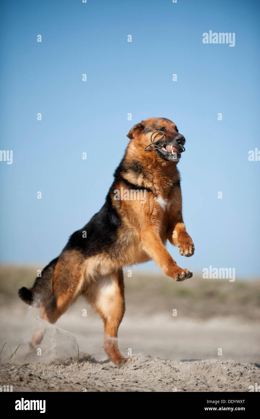 German Shepherd, playing Stock Photo - Alamy