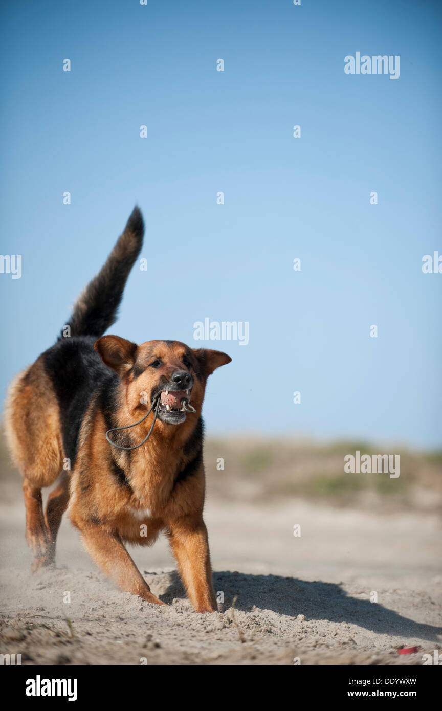 German Shepherd, playing Stock Photo - Alamy