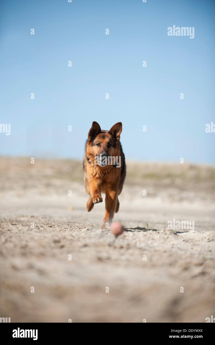 German Shepherd, playing Stock Photo - Alamy