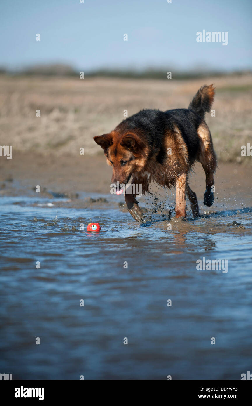 Dog jumping out of water hi-res stock photography and images - Alamy