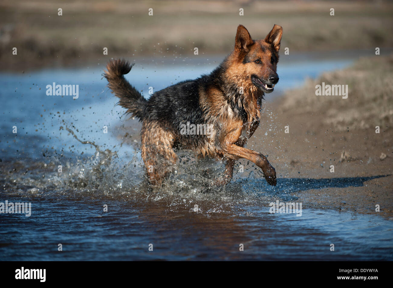 Dog jumping out of water hi-res stock photography and images - Alamy